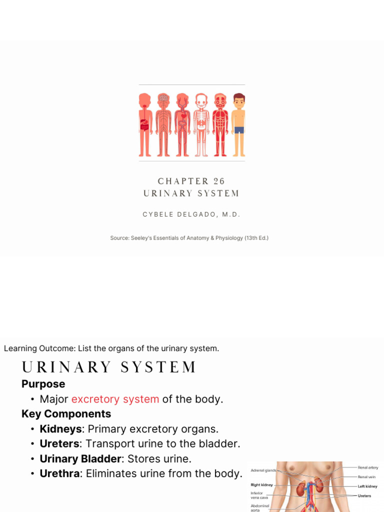 AnaPhy 4.3 Urinary System | PDF | Kidney | Urinary System