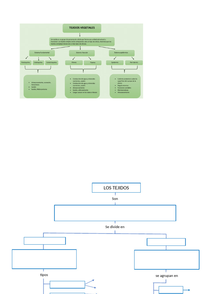 Clasificación de los Tejidos | PDF