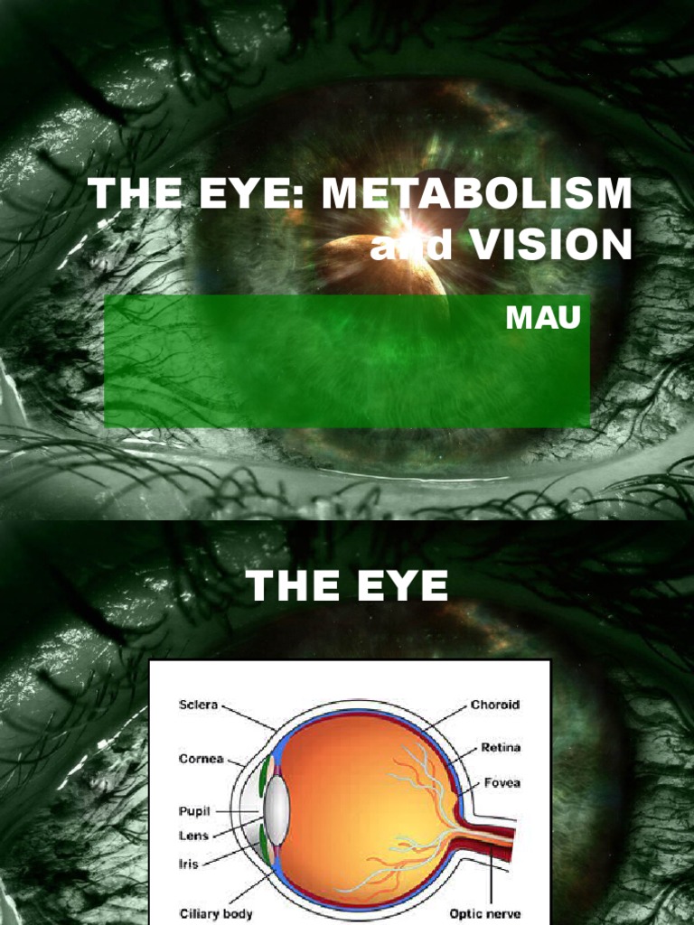 VISION Biochem Mau | PDF | Retina | Cornea