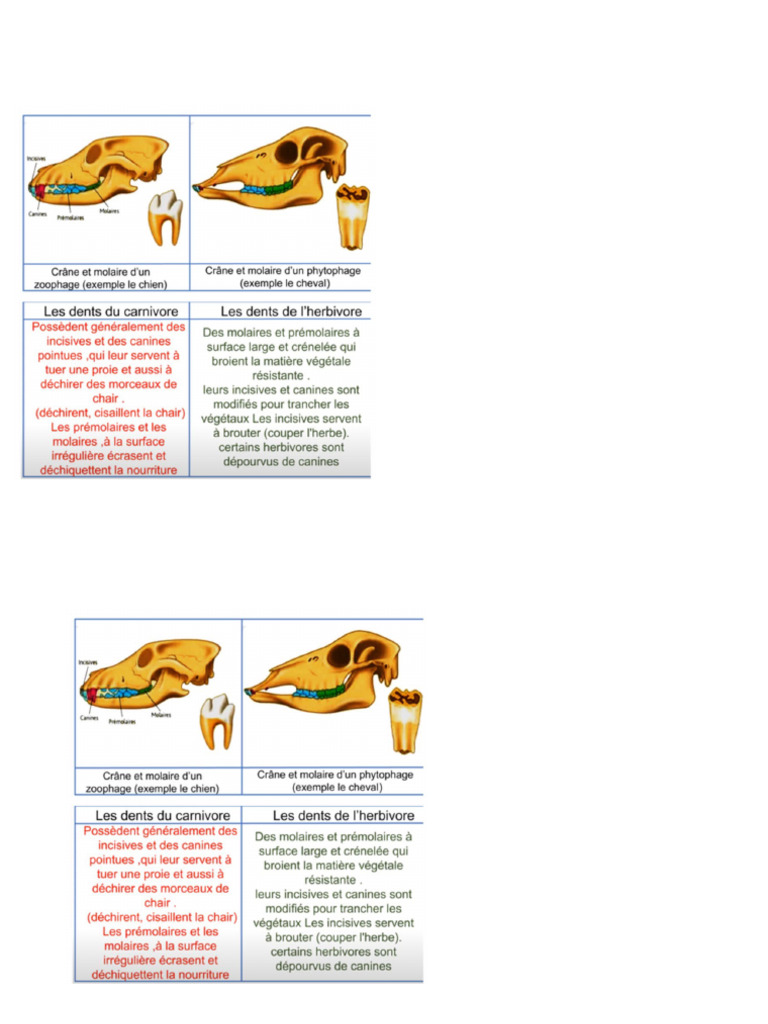 Dentition Phytophage Et Zoophage | PDF