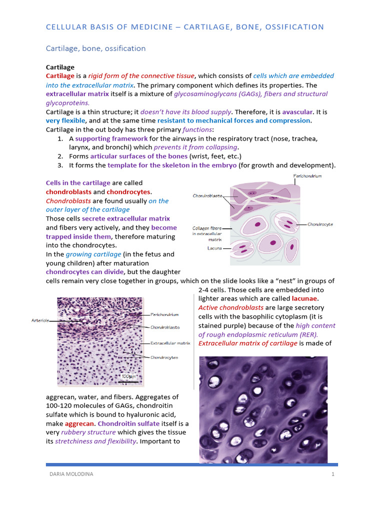 Cartilage, Bone, Ossification | PDF | Bone | Osteoblast