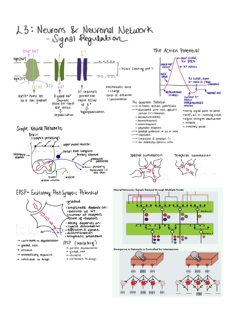 03 Neuronal Networks 1 | PDF