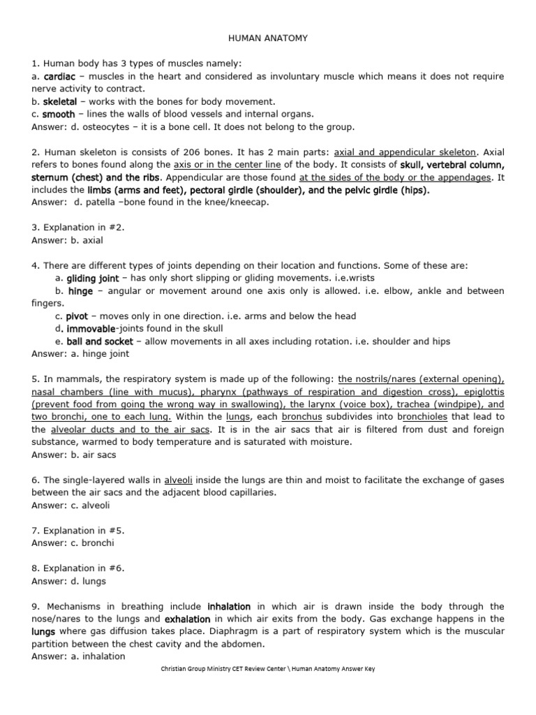 Human Anatomy Explained | PDF | Respiratory System | Heart