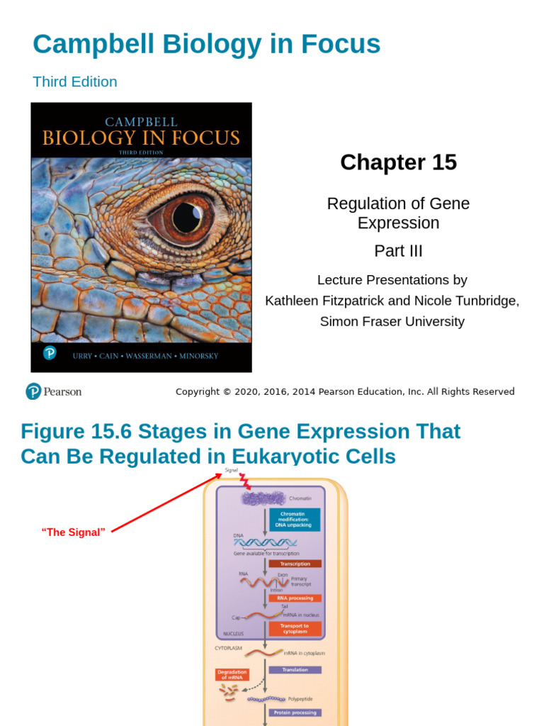 Bio 131 CH 15 - Controlling Gene Exp - Part III - Fa2020 | PDF | Rna ...