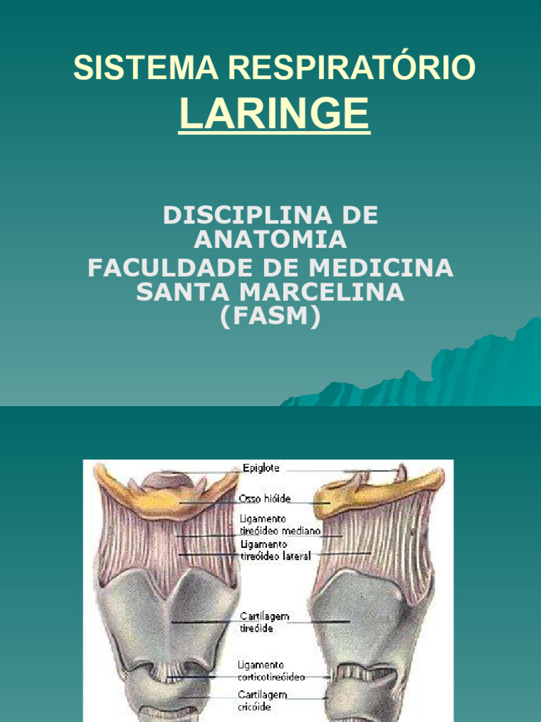 Anatomia da Laringe e Suas Funções | PDF | Laringe | Cabeça e pescoço ...