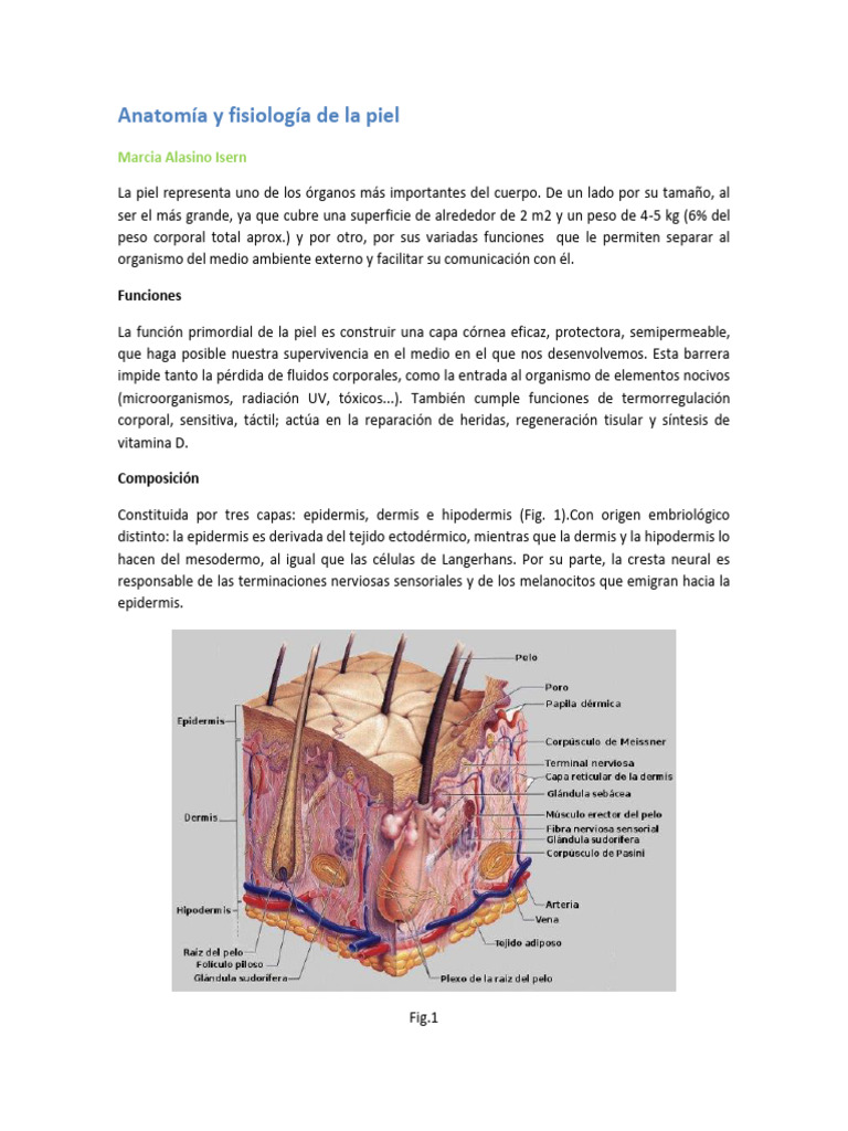 3 - Anatomia y Fisiologia de La Piel | PDF | Epidermis | Piel