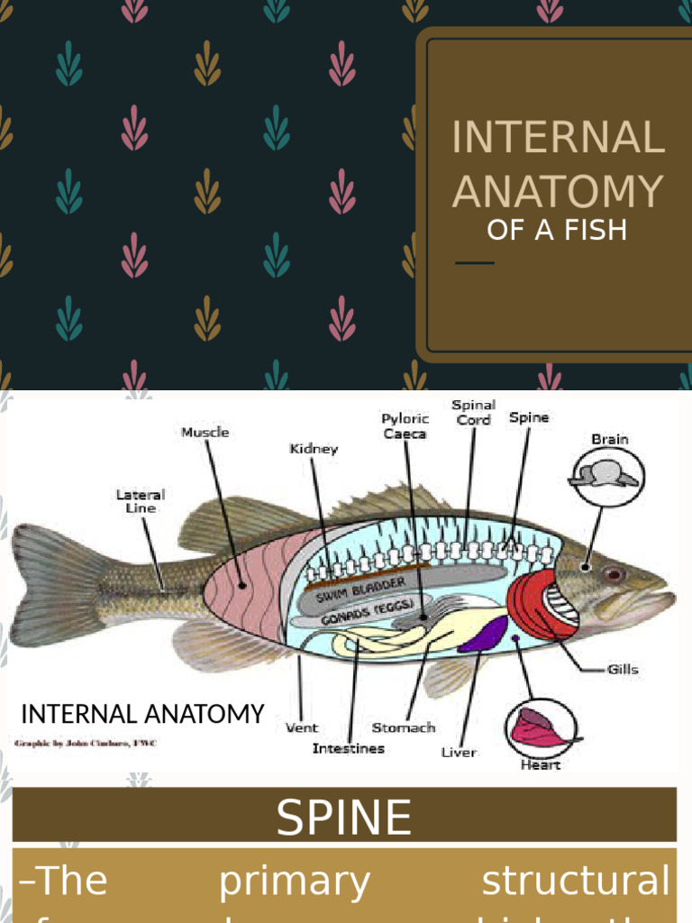 Fish Internal and External Anatomy Guide | PDF | Fish | Zoology