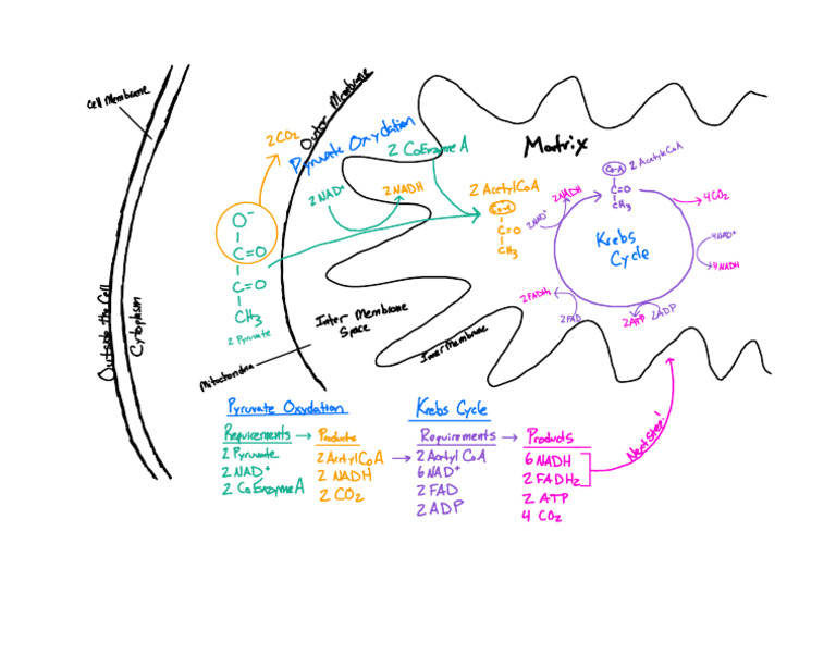 Cellular Respiration Diagrams - Pyruvate Ox & Krebs Cycle | PDF