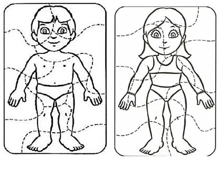 Rompecabezas Cuerpo Humano Pdf