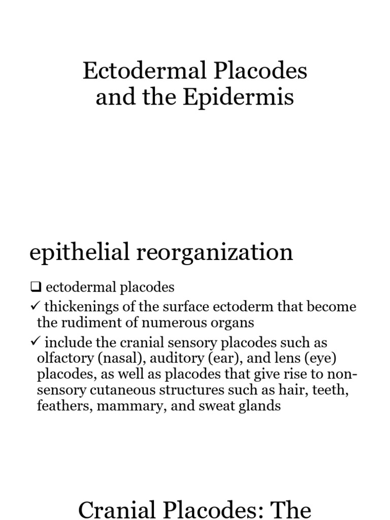11 Ectodermal Placodes and Epidermis | PDF | Epidermis | Skin