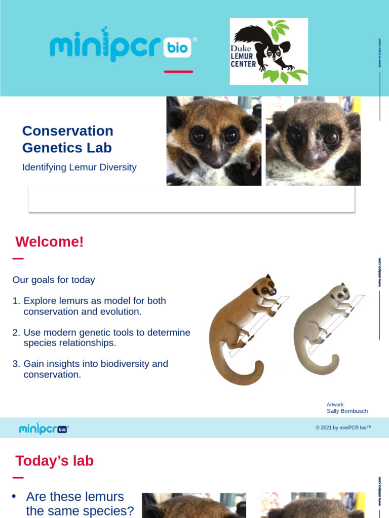 Lemur Lab Classroom Slides 4 21 Compressed | PDF | Gel Electrophoresis | Biology