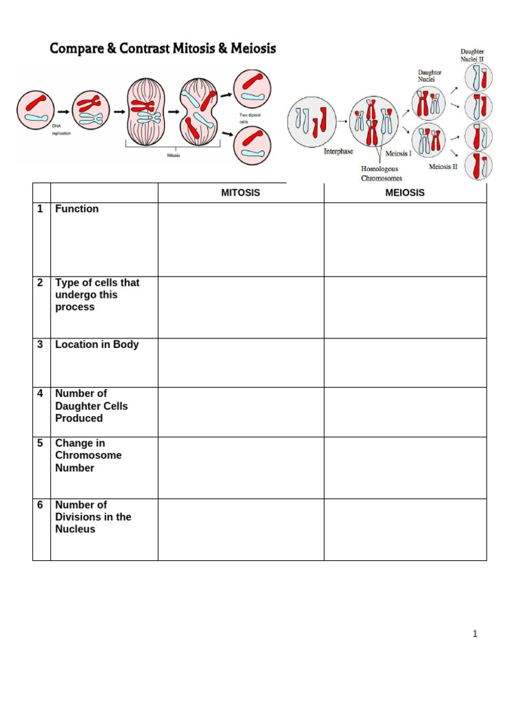 Mitosis vs. Meiosis: Chromosome Insights | PDF