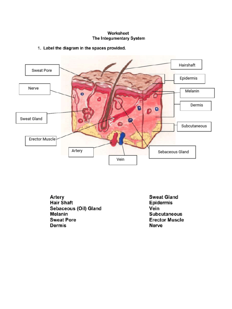 integumentary system worksheet.png | PDF