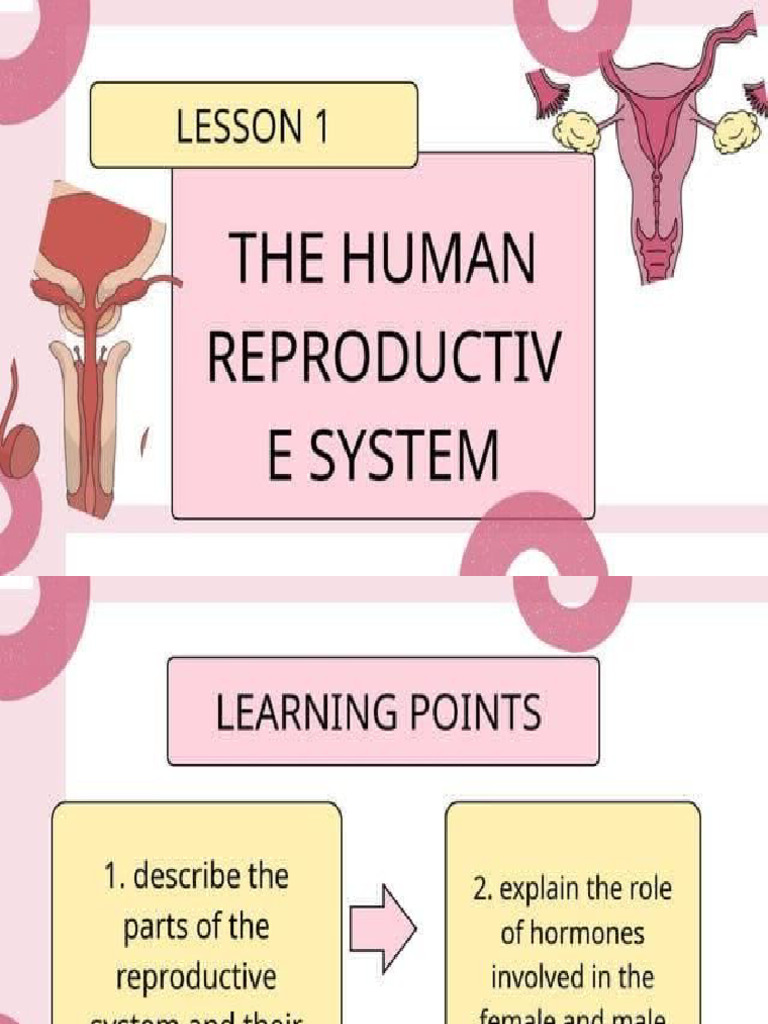 Human Reproductive System | PDF