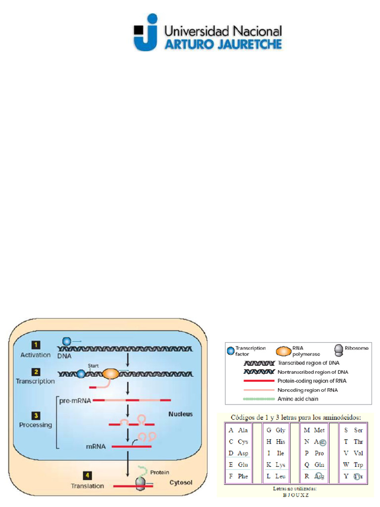 Direccionamiento y Modificaciones de Proteínas | PDF | Messenger Rna ...