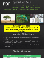 Specialised Animal Cells - Living Organisms - KS3 Biology - BBC ...