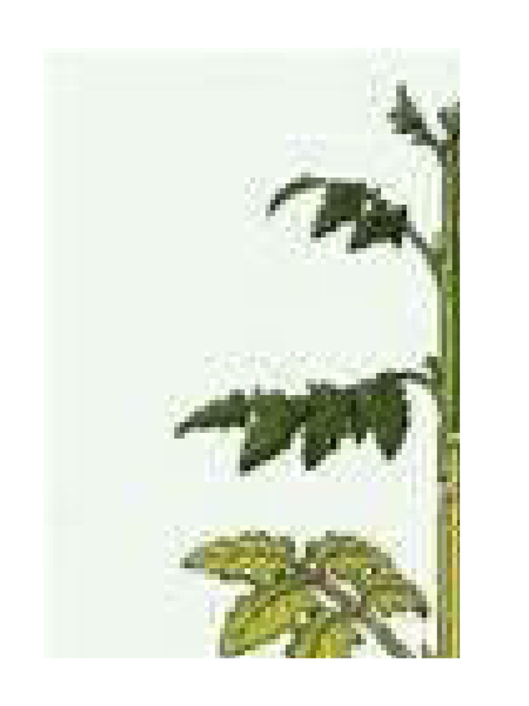 Struktur Tumbuhan | PDF