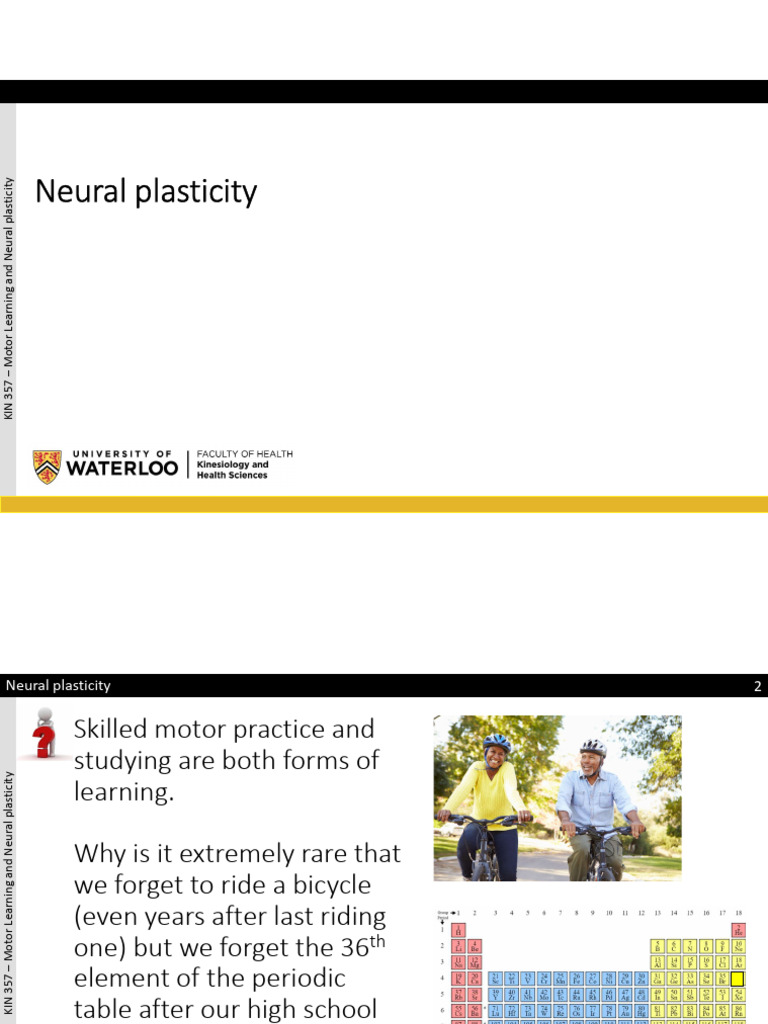 Lecture 6 - Neural Plasticity - 1 Slide | PDF | Chemical Synapse | Synaptic Plasticity