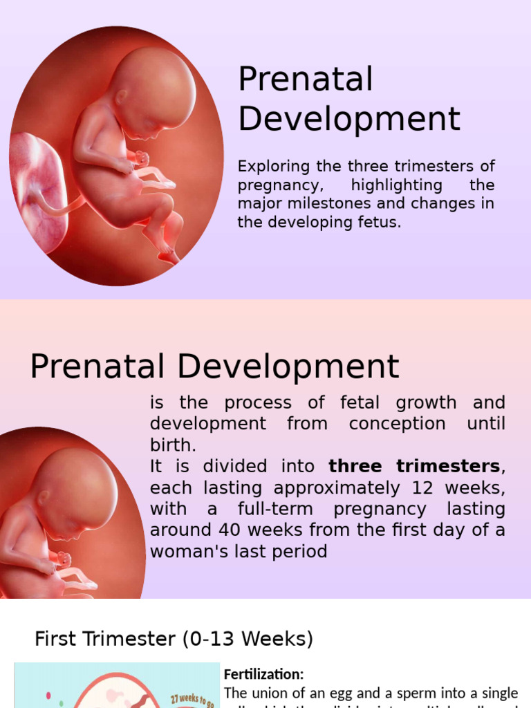 Inbound 3114883588482953097 | PDF | Prenatal Development | Pregnancy