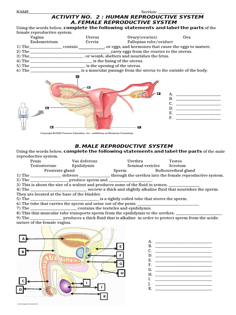 Human Reproductive System Worksheet | PDF | Reproductive System ...