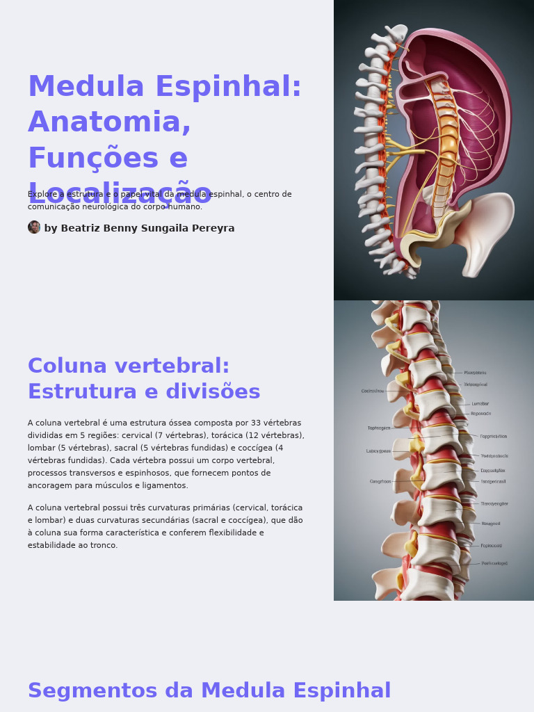 Medula Espinhal Anatomia Funcoes e Localizacao | PDF | Medula espinhal | Coluna vertebral