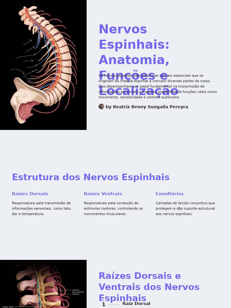 Nervos Espinhais Anatomia Funcoes e Localizacao | PDF | Nervo | Neurociência