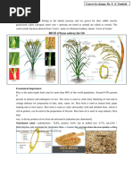 1 Morphology of The Rice Plant | PDF | Rice | Plants