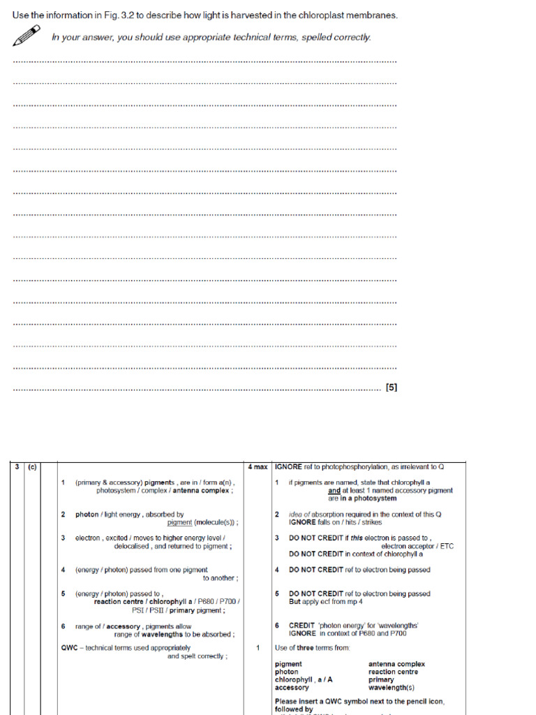 L3 Light Dependent Stage | PDF