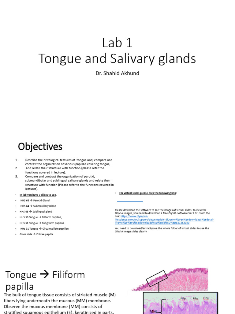 GIT Histoloy Lab 1- 2025 - Tongue and Salivary Glands | PDF | Tongue ... GIT Histoloy Lab 1- 2025 - Tongue and Salivary Glands | PDF | Tongue ...