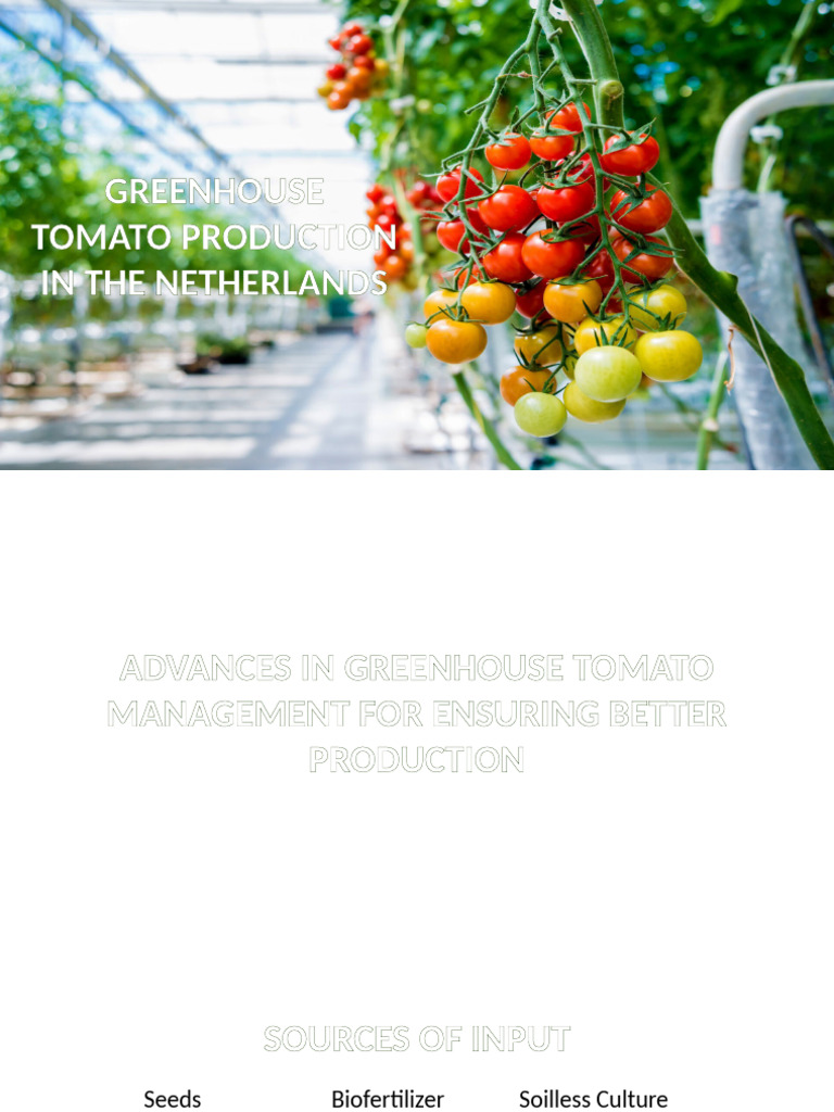 Tomato Production PPT 2 | PDF
