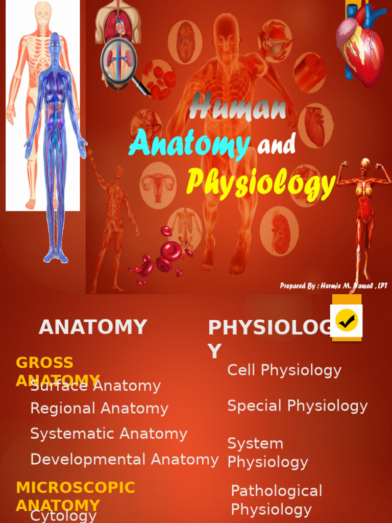 Lesson 3 Terminology and General Plan Body WEEK 2 | PDF | Abdomen ...