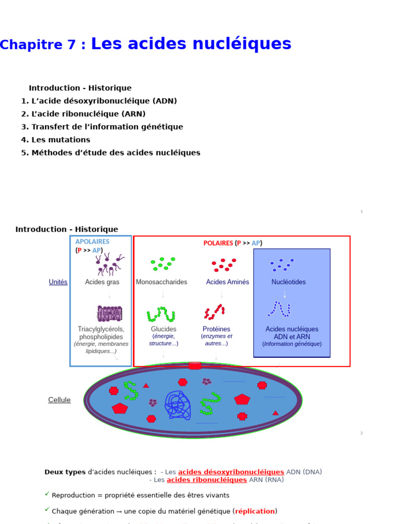 Chapitre 7 - Acides Nucléiques | PDF | Répertoire national des ...