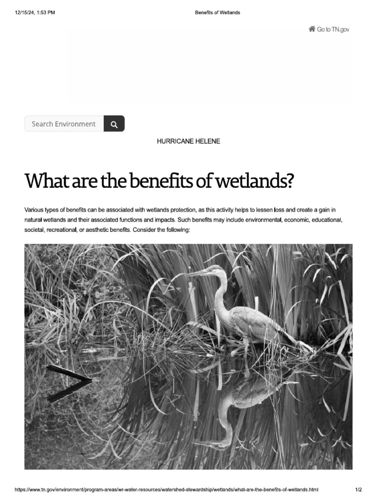 Ecology - Ecological Uses of Wetlands | PDF