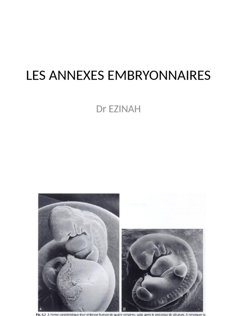 Annexes embryonnaires et placentaire | PDF | Placenta | Embryon