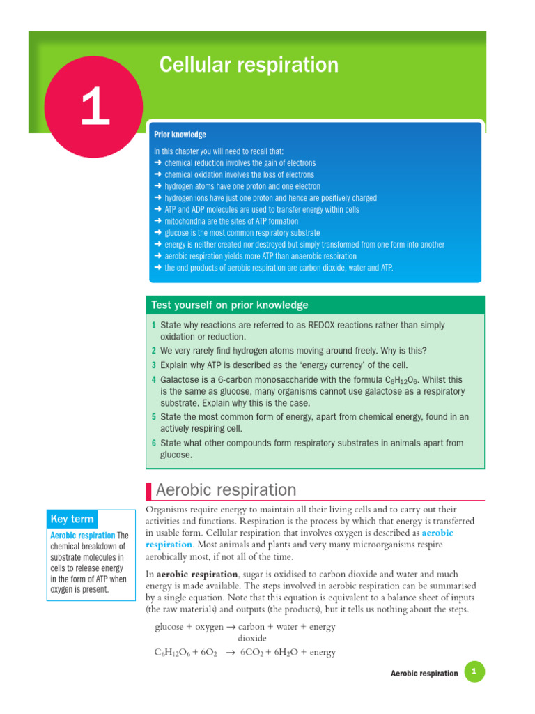 Reading Material 4 - Cellular Respiration | PDF | Cellular Respiration ...