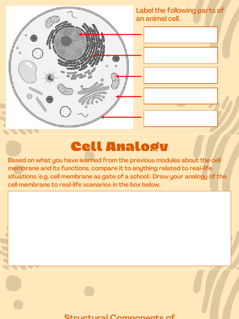Structural Components of Cell Membrane | PDF