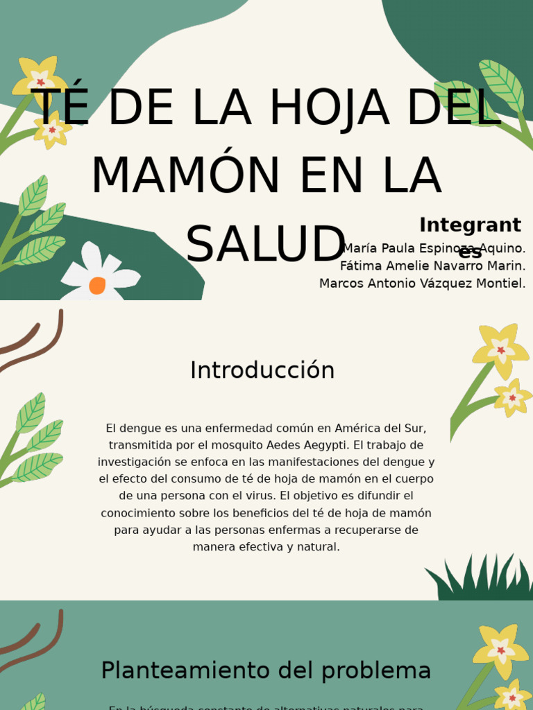 Hoja Del Mamon para El Dengue | PDF | Té | Especialidades Medicas
