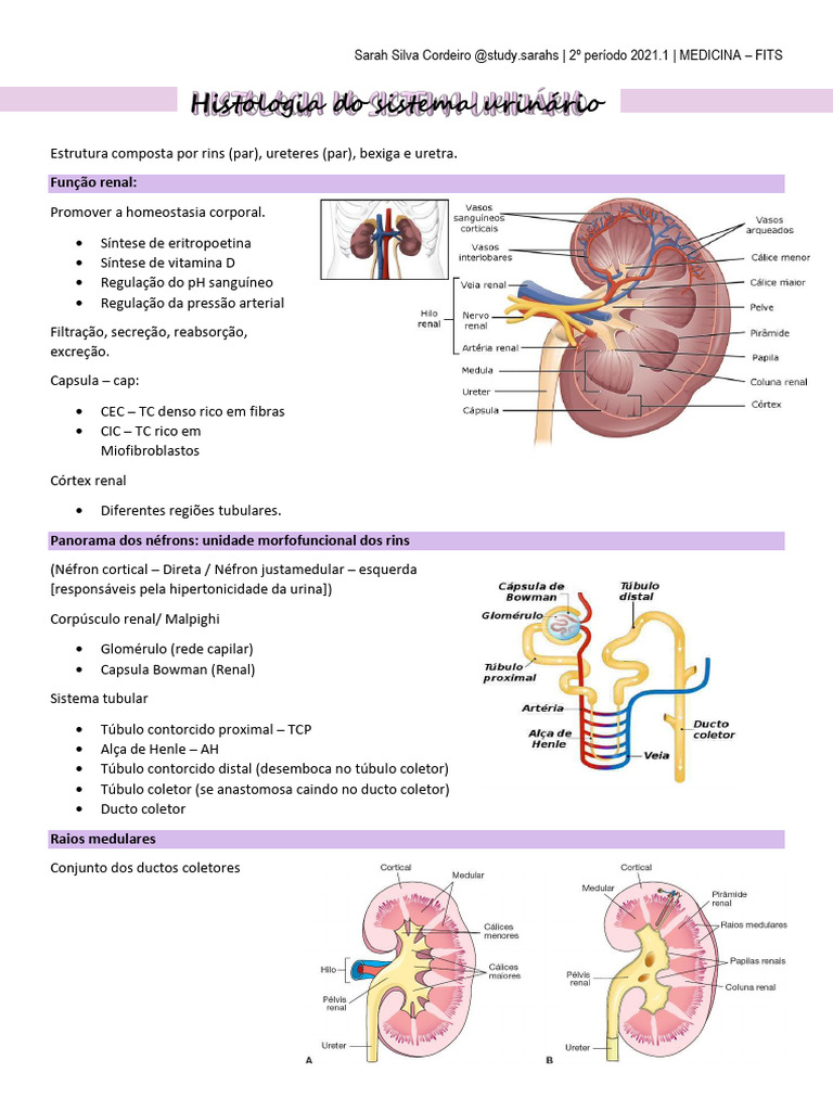 Histologia Sistema Urinário | PDF | Rim | Sistema urinário