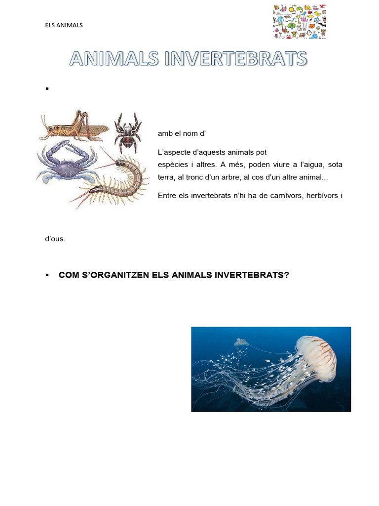Què És Un Animal Invertebrat | PDF