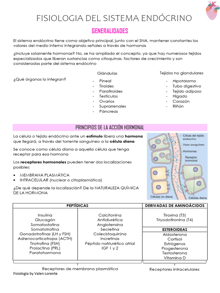 Fisiologia Sistema Endócrino | PDF | Tiroides | Hormona estimulante de la tiroides