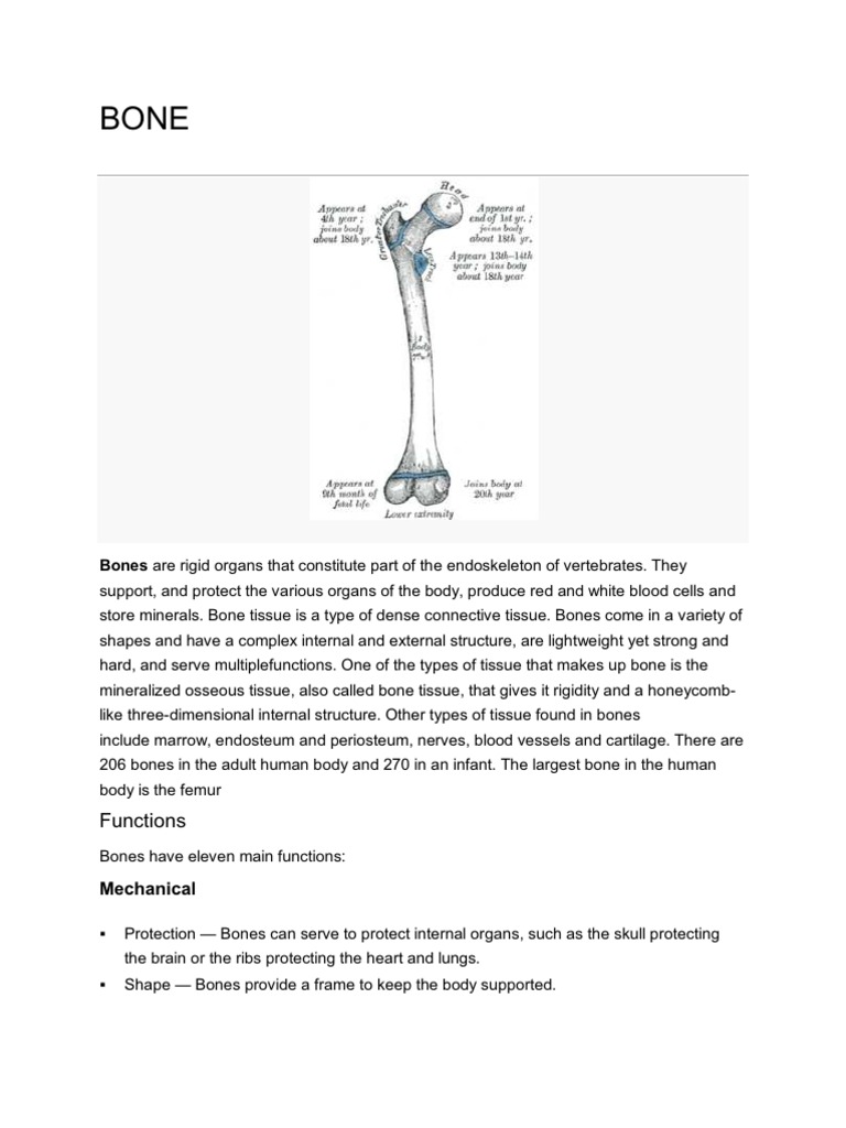 Bone | PDF | Bone | Musculoskeletal System