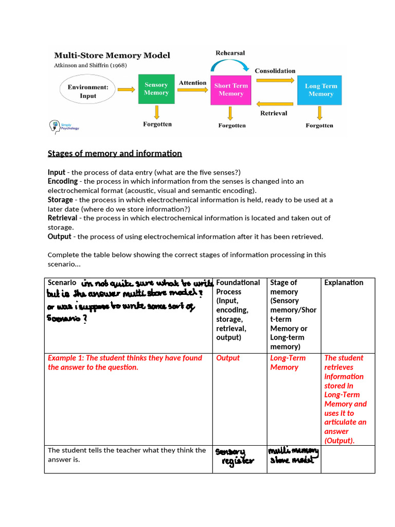 Homework Stages of Memory and Information 1 DONE | PDF | Memory ...