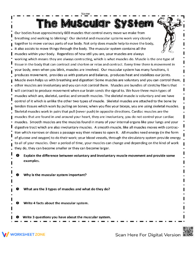 Muscular System Comprehension Acvitity | PDF
