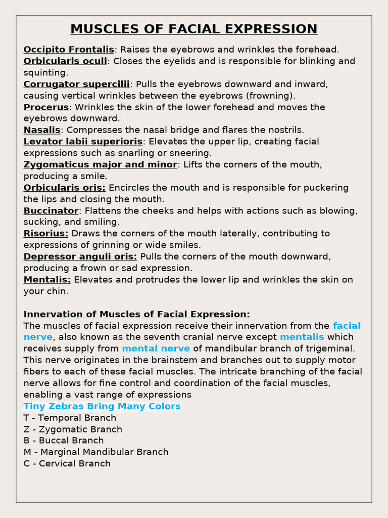 Facial Expression Muscles Guide | PDF | Lip | Soft Tissue