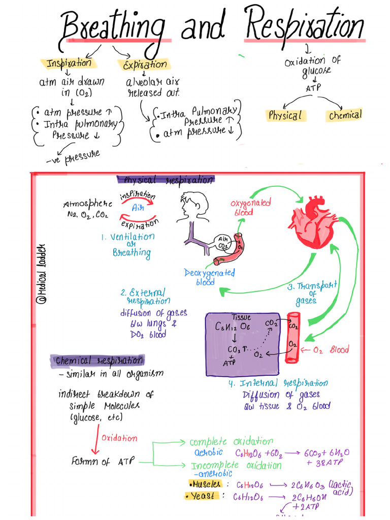 Breathing and Respiration | PDF