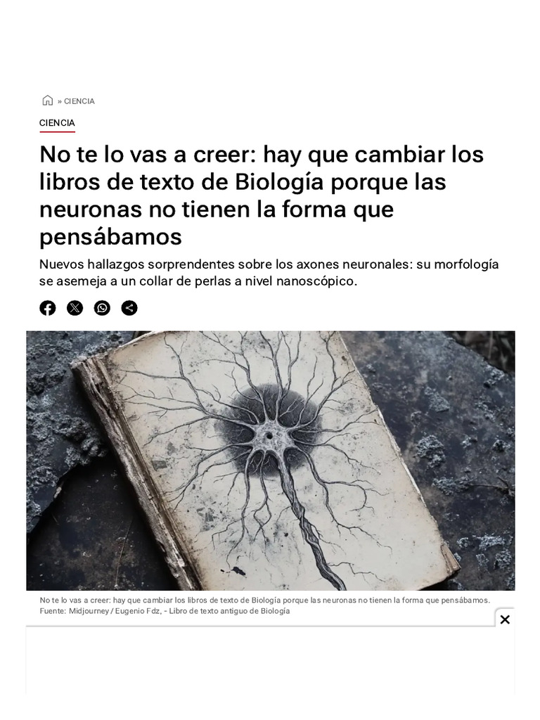 Neuronas axones_ Descubriendo su sorprendente morfología (2) | PDF ...