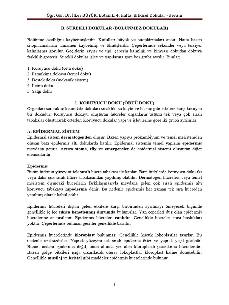 Botanik-I (4. Hafta- Bitkisel dokular- devam) | PDF