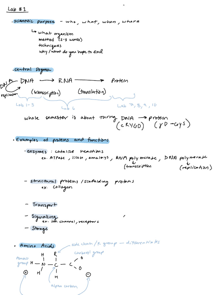 Bio Lab 1-2 | PDF | Dna Replication | Dna