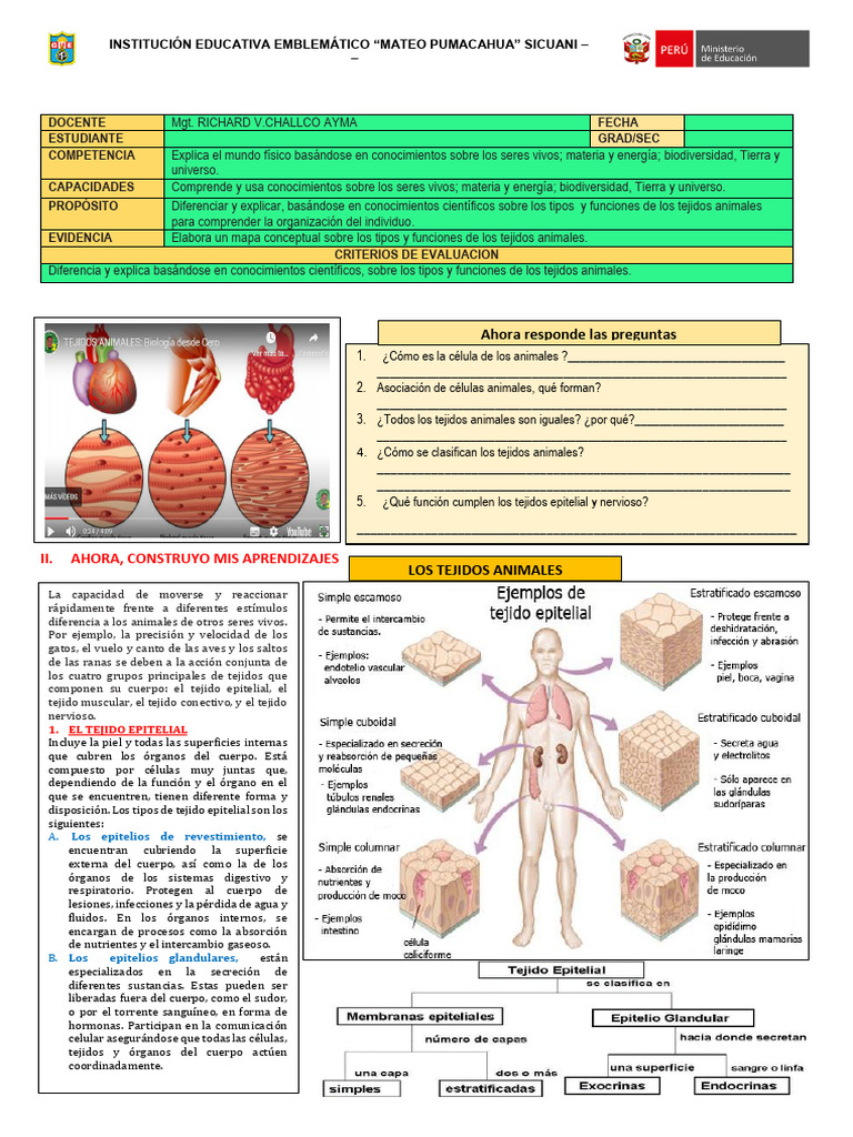 SESIÓN DE APRENDIZAJE N 06 tejido animal | PDF | Músculo | Hueso