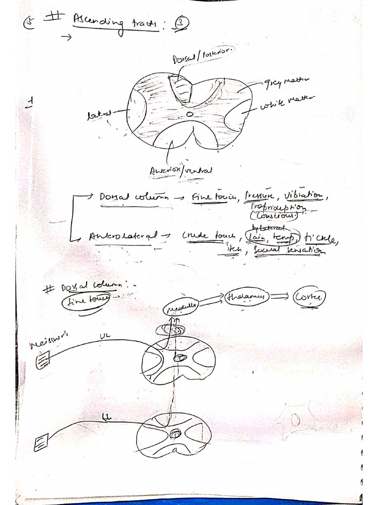 Ascending Tracts Physiology | PDF
